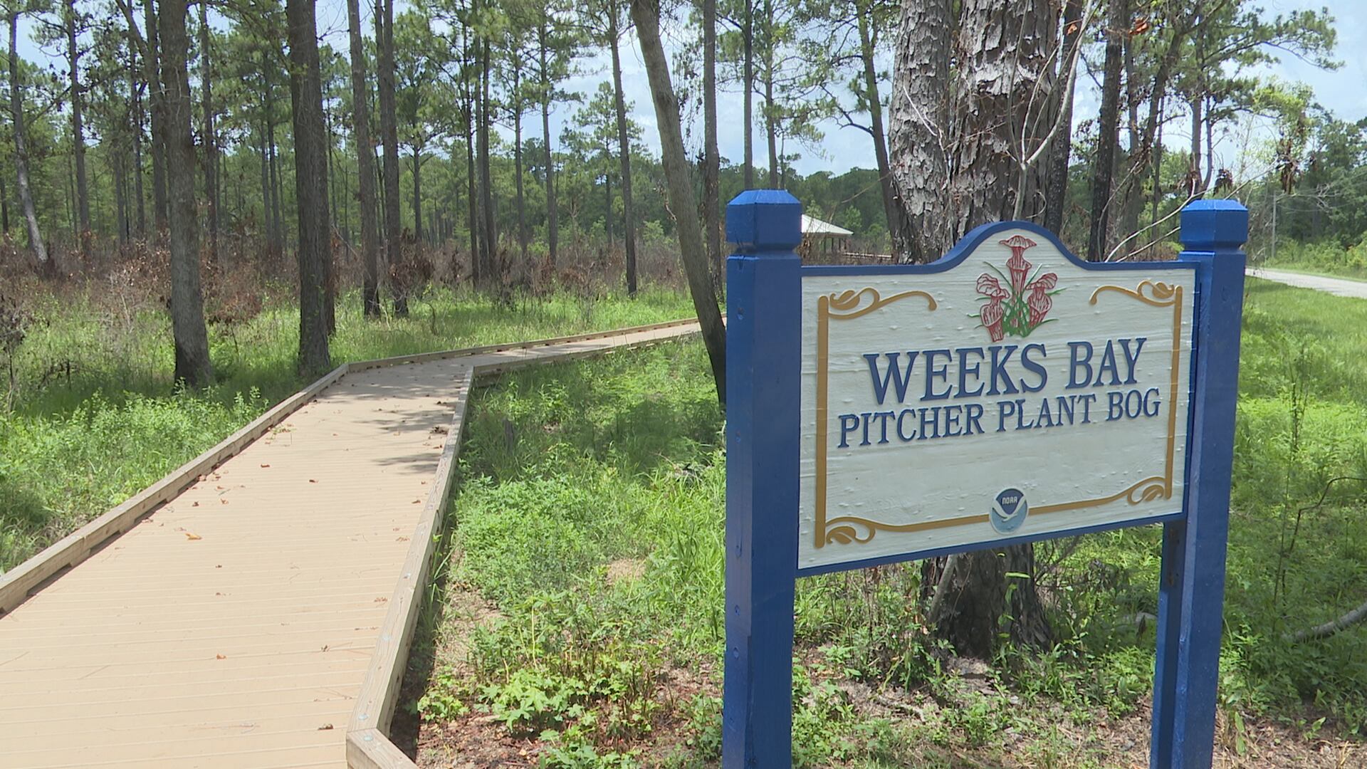 Weeks Bay Pitcher Plant Bog open after 2 years of renovations