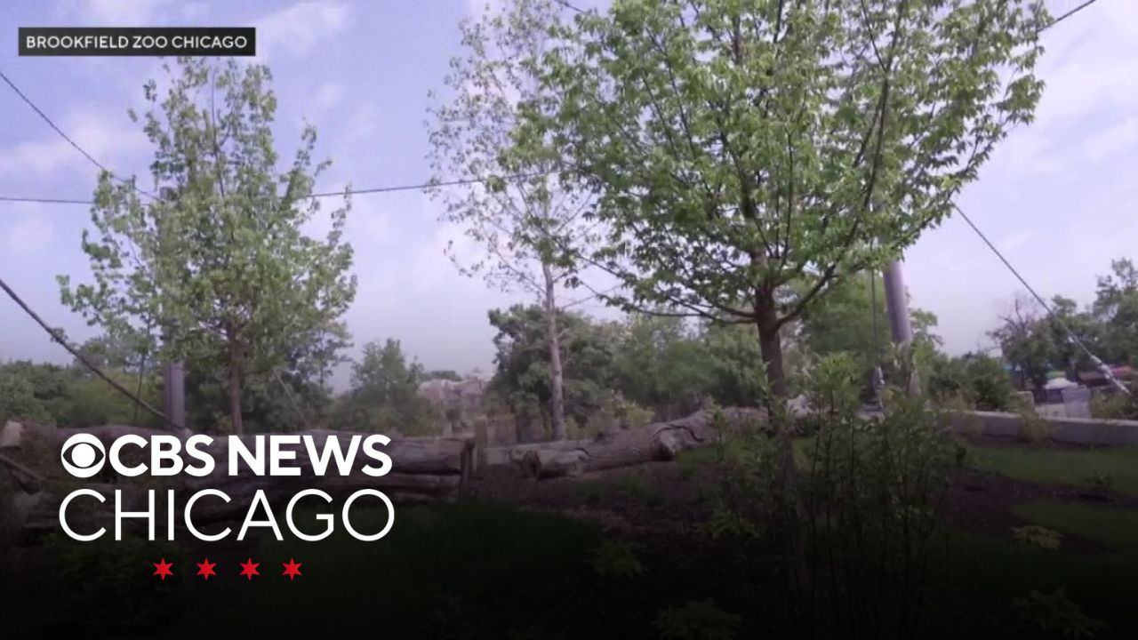 Brookfield Zoo’s new immersive primate exhibit opening July 11