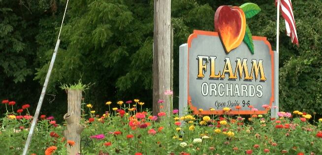 Flamm Orchard’s peach season underway in southern Illinois