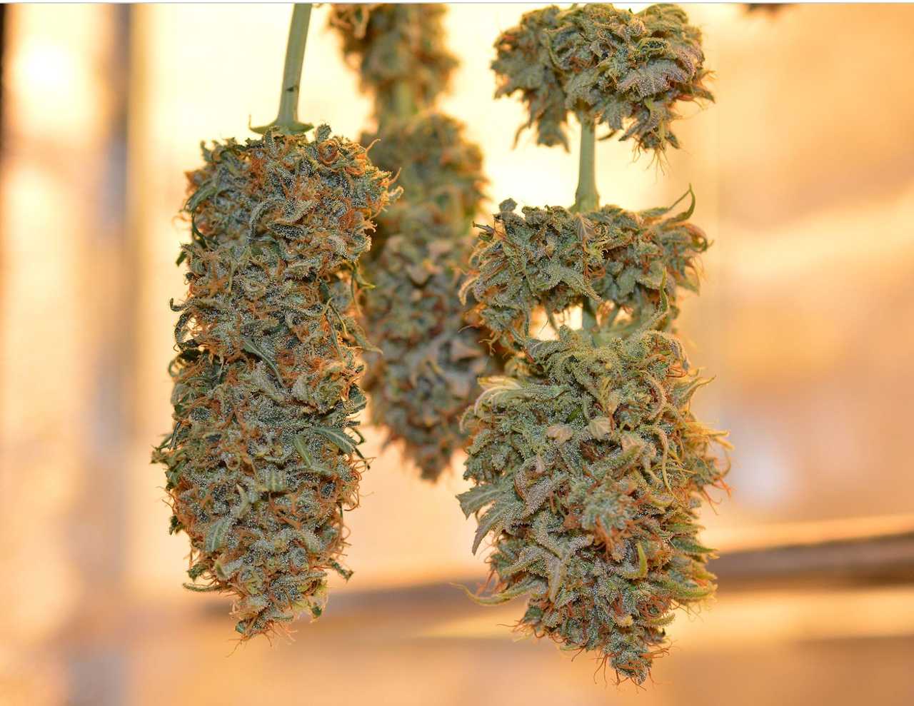 Marijuana Use Linked To Heart Attacks, Strokes In New Study