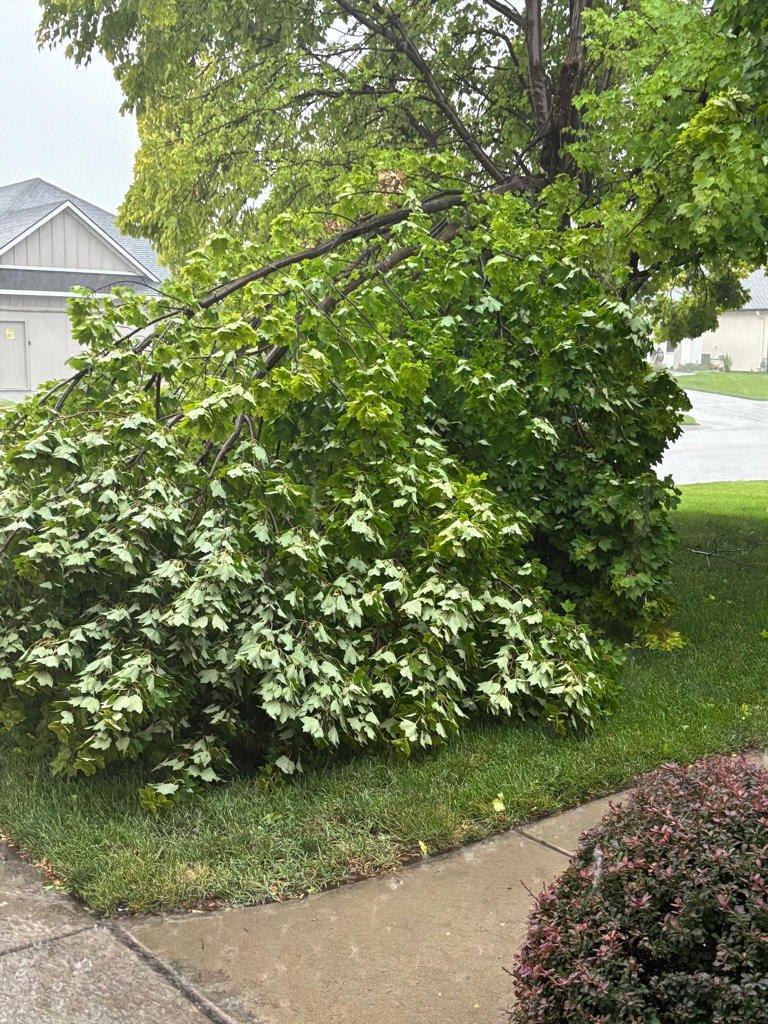 Tree debris removal continues across Wichita, no citywide pickup planned