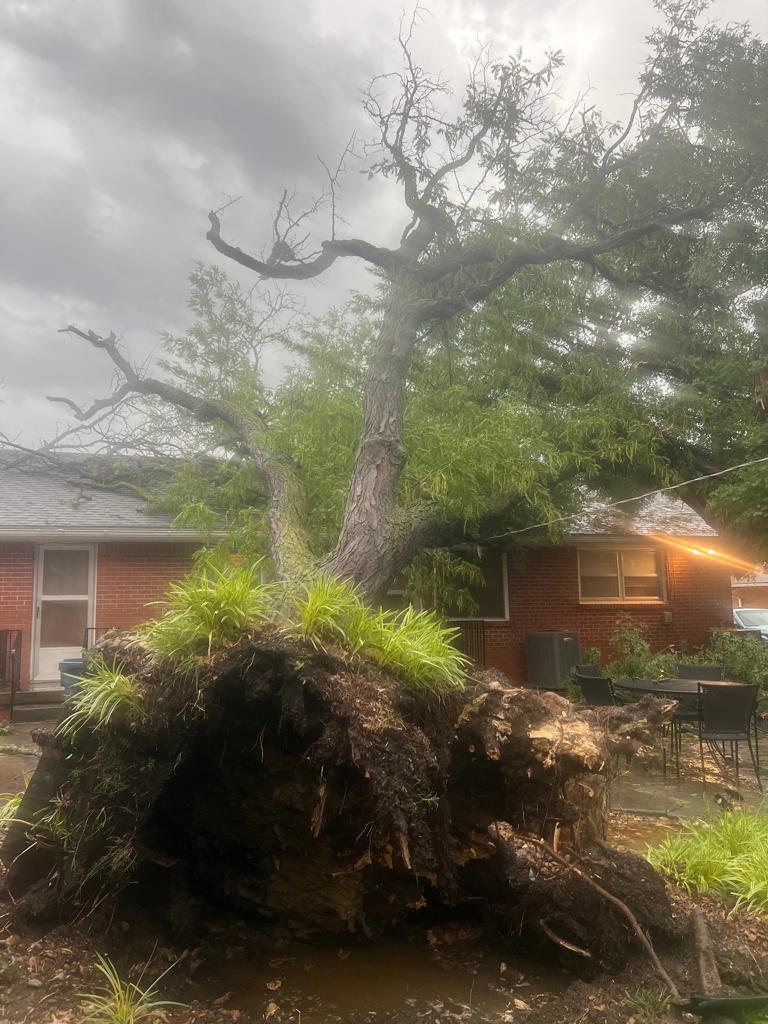 Tree debris removal continues across Wichita, no citywide pickup planned