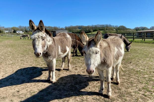 University set to create app that IDs donkeys
