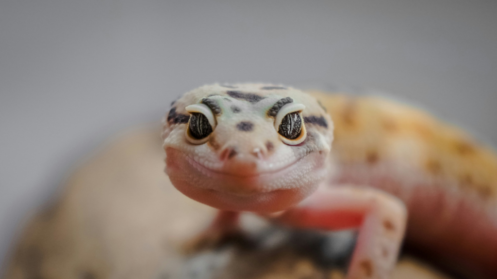These 9 Reptiles Are Easier to Care for Than You Think