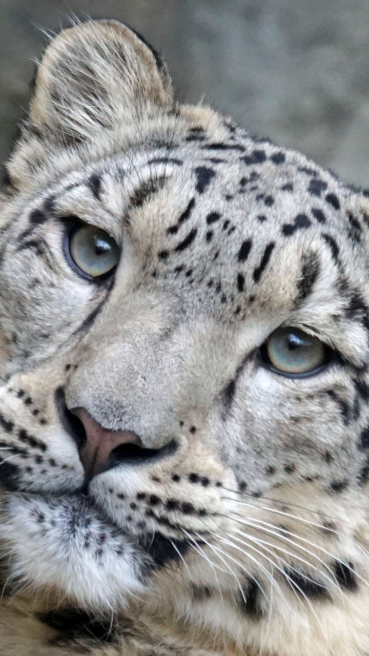 Great Himalayan National Park: 10 unique animals to spot here