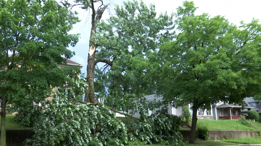 Residents left with fallen limbs and power outages after storm