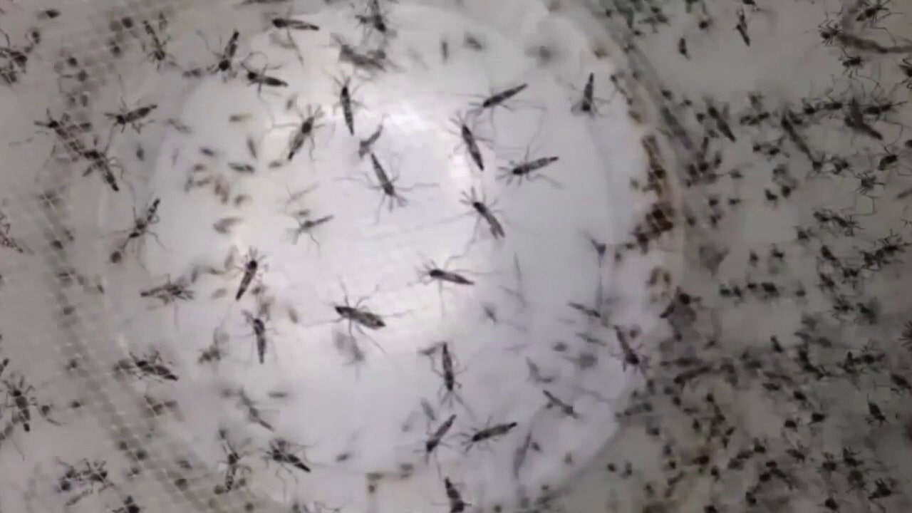 Mosquito surge in Tampa Bay tied to hurricane aftermath, abandoned lots
