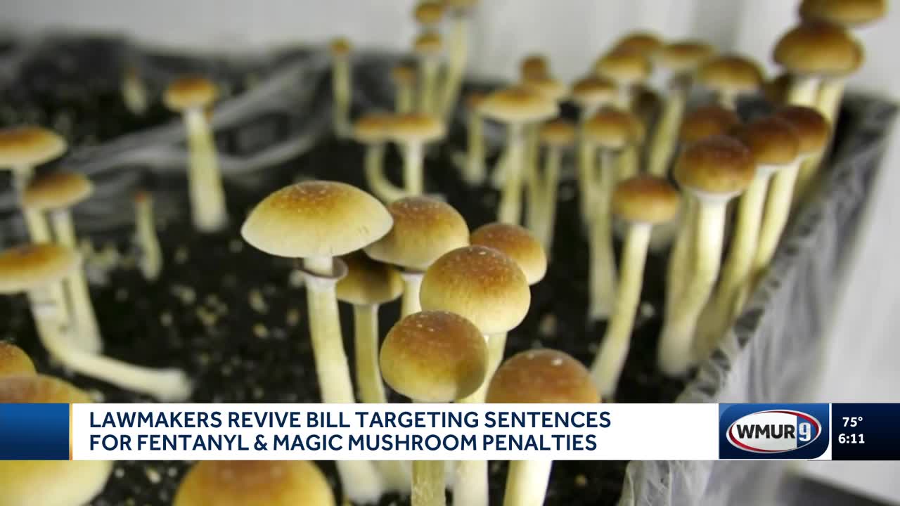 Lawmakers revive bill targeting sentences for fentanyl & magic mushroom ...