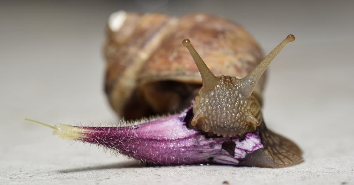 Snail Teeth: Everything You Need to Know