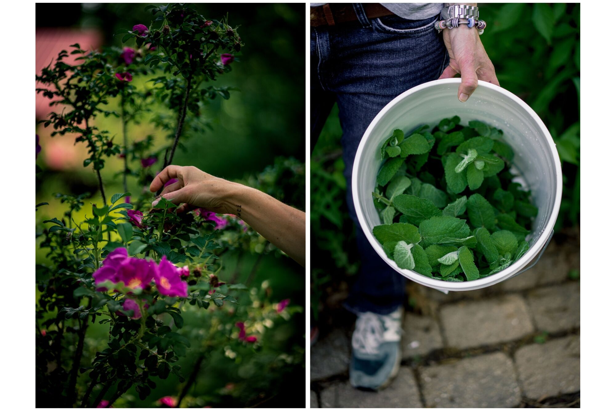 A New Wave of Craft Beer Is Built on Foraged Flavors