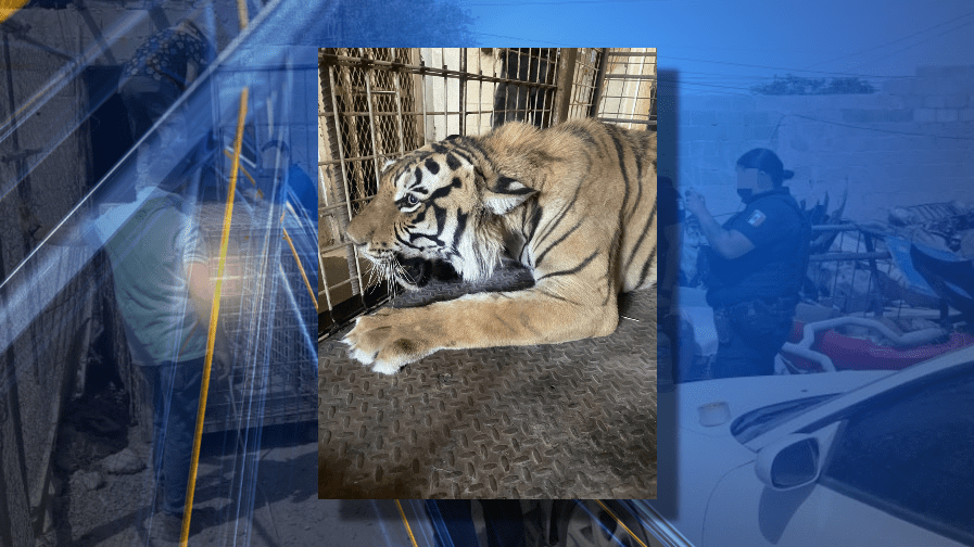 Authorities seize tiger kept behind chain-link in junkyard