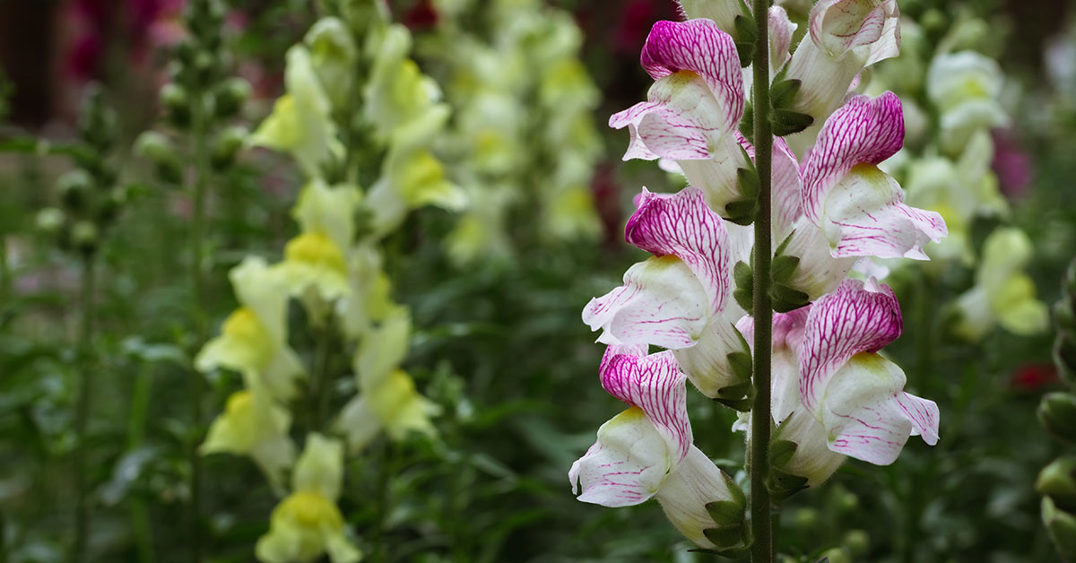 10 Gardening Tips For Growing A Big Snapdragon Garden