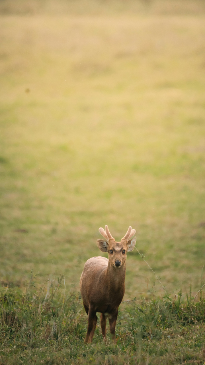 10 incredible places in India to spot deer