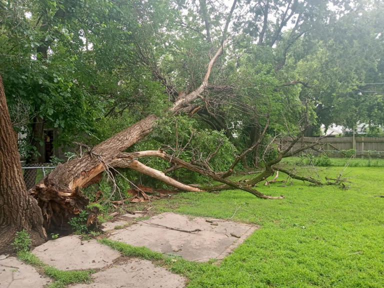 Tree debris removal continues across Wichita, no citywide pickup planned