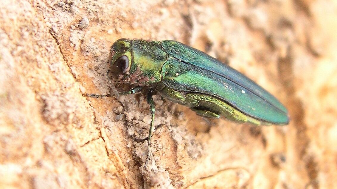 One of the worst invasive species in a lifetime infesting SC