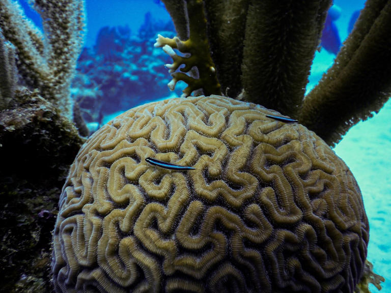 Fish 'beauty salons' may act as microbial hubs in reef ecosystems