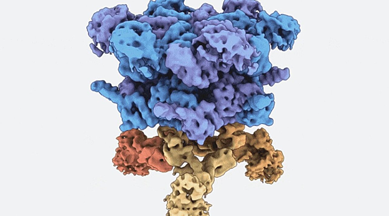 New understanding of protein processing could have implications for ...