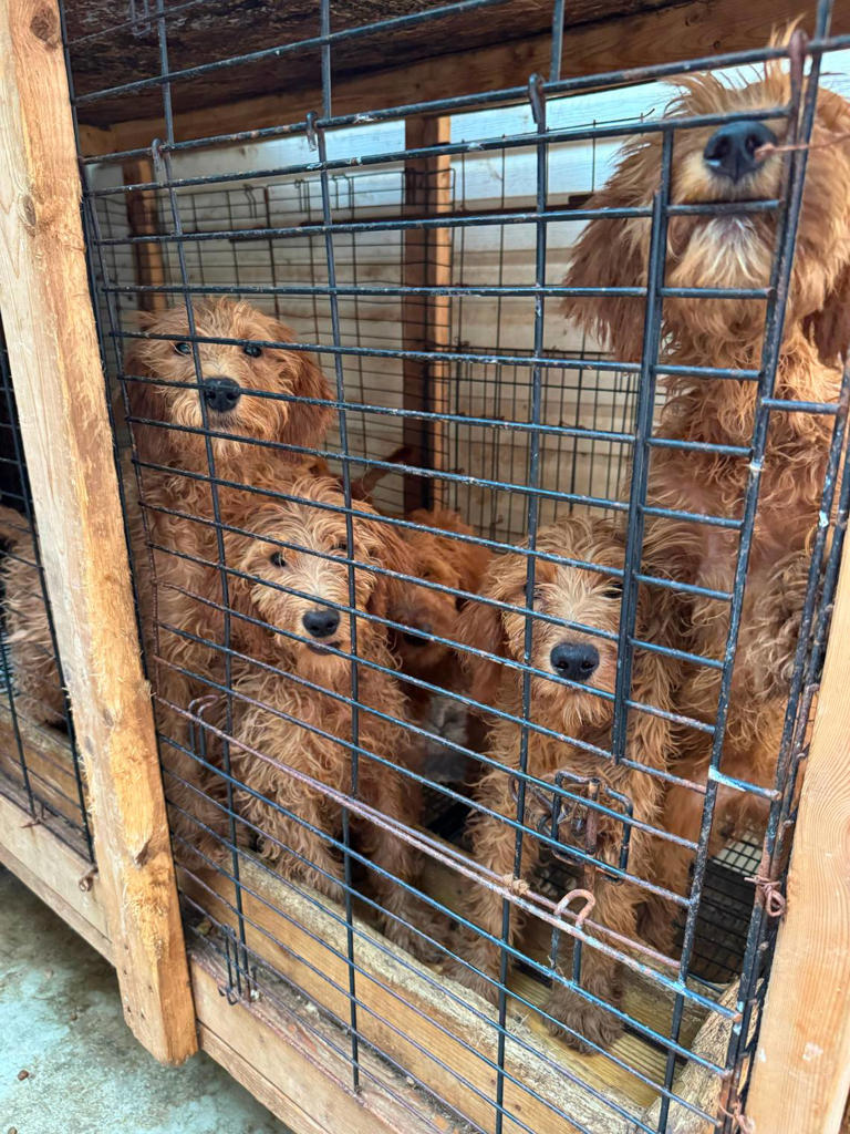 101 dogs in ‘egregious conditions' removed from Raleigh home. How to ...