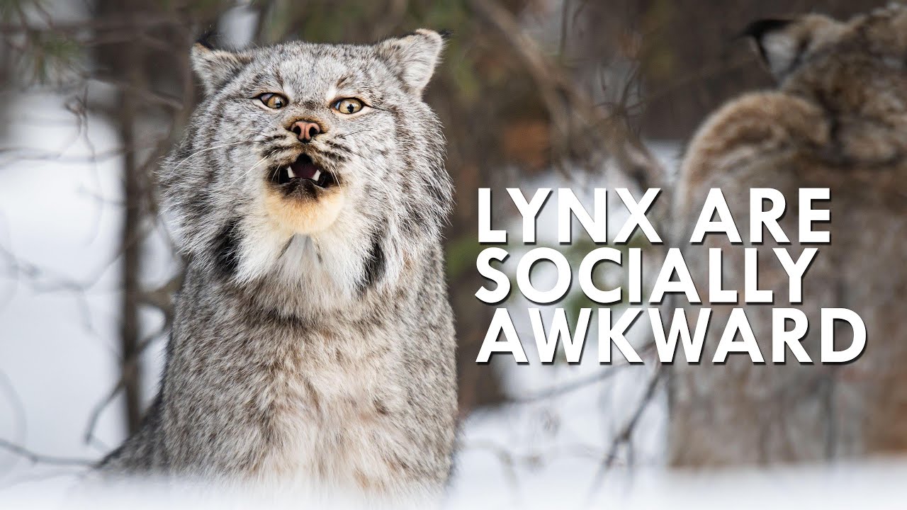 Graceful and Terrifying: The Canada Lynx’s Surprising Call