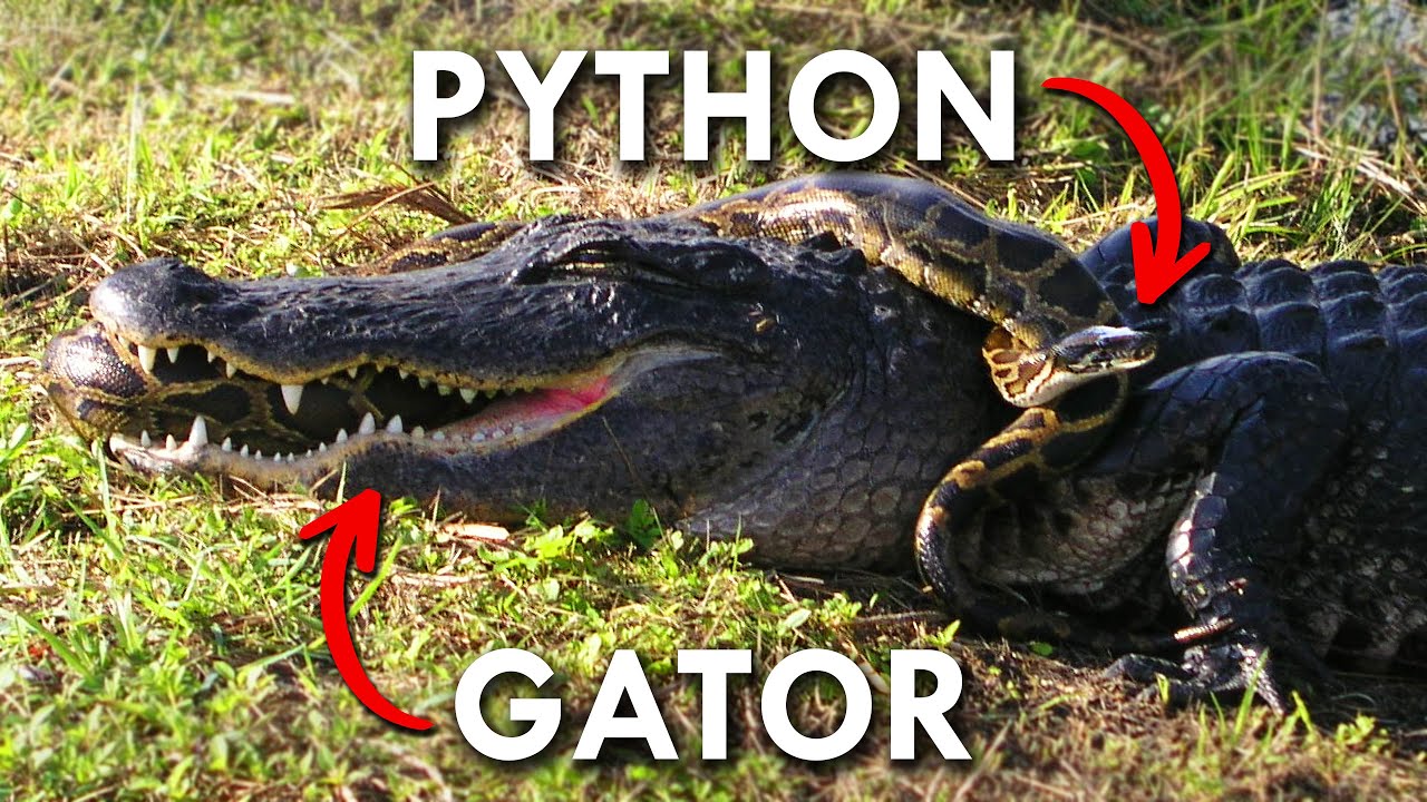 Endless War: Pythons and Alligators Clash in the Swamps