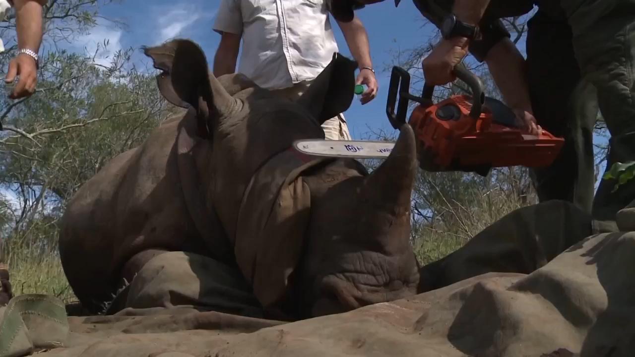 How cutting off rhino horns helps curb poaching