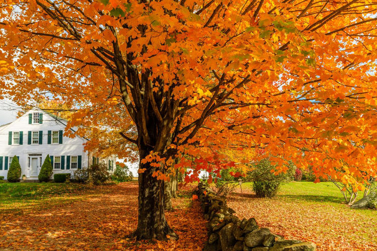 These Five Trees Can Add THOUSANDS to Your Property Value, According to ...