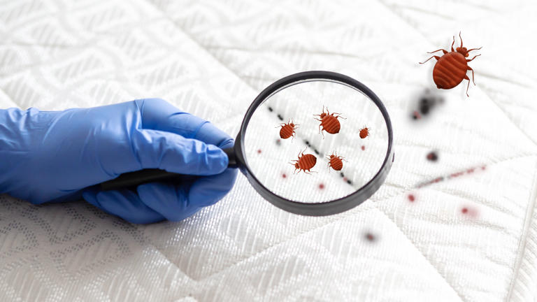 2 hotel guests in California awarded $2 million in bed bug lawsuit