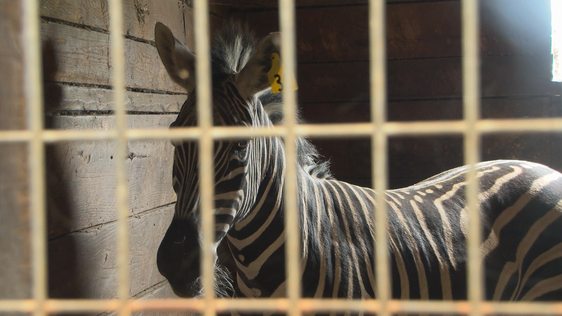 Missing TN zebra’s companion relocated to horse stables