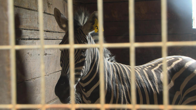 Missing TN zebra’s companion relocated to horse stables