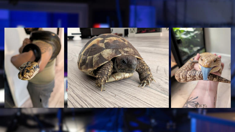 Slither over to Rock Island Public Library for upcoming Shadowland ...