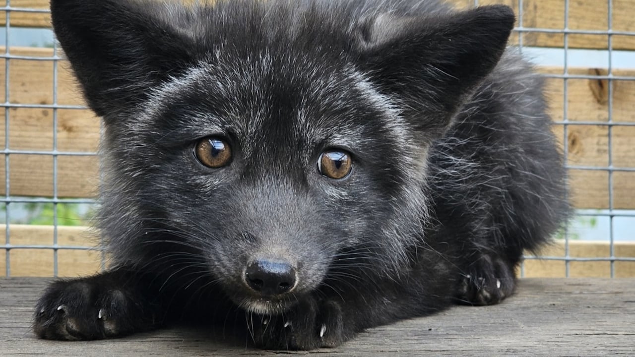 This rare silver fox is just a pup