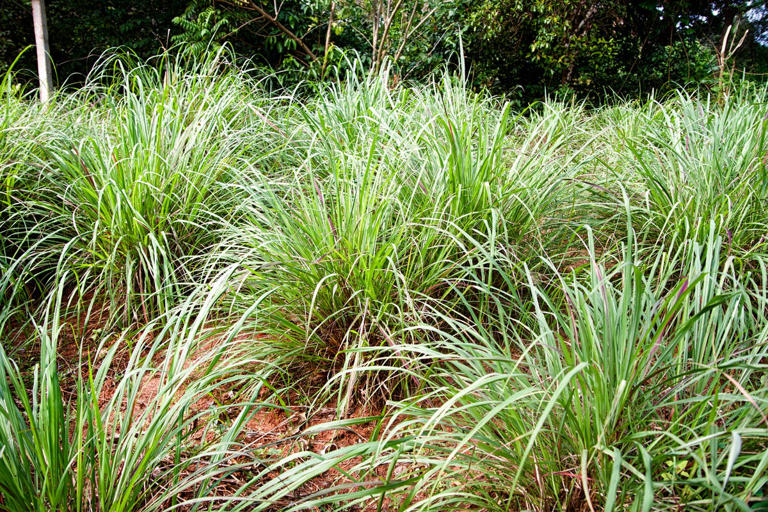 Keep mosquitoes away with pest-repelling plants and herbs