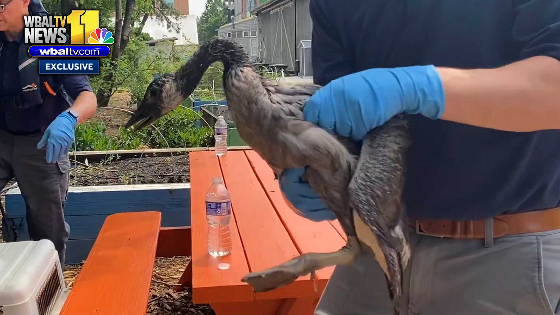 Animals affected by fuel spill get care they need | Exclusive