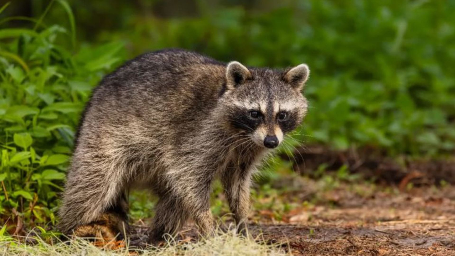 The DCU's Next Series Is a 'Superman' Spin-Off Following Krypto, Teases ...