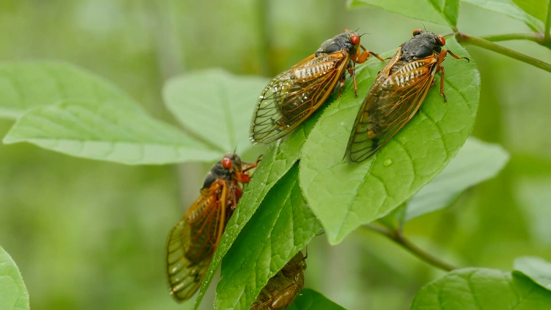 Cicadas continue to ‘bug’ central Kentuckians