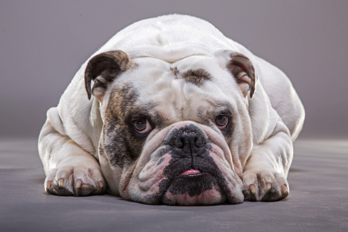 Angry Bulldog Throws Toddler-Style Tantrum After Mom Refuses to Let Her ...