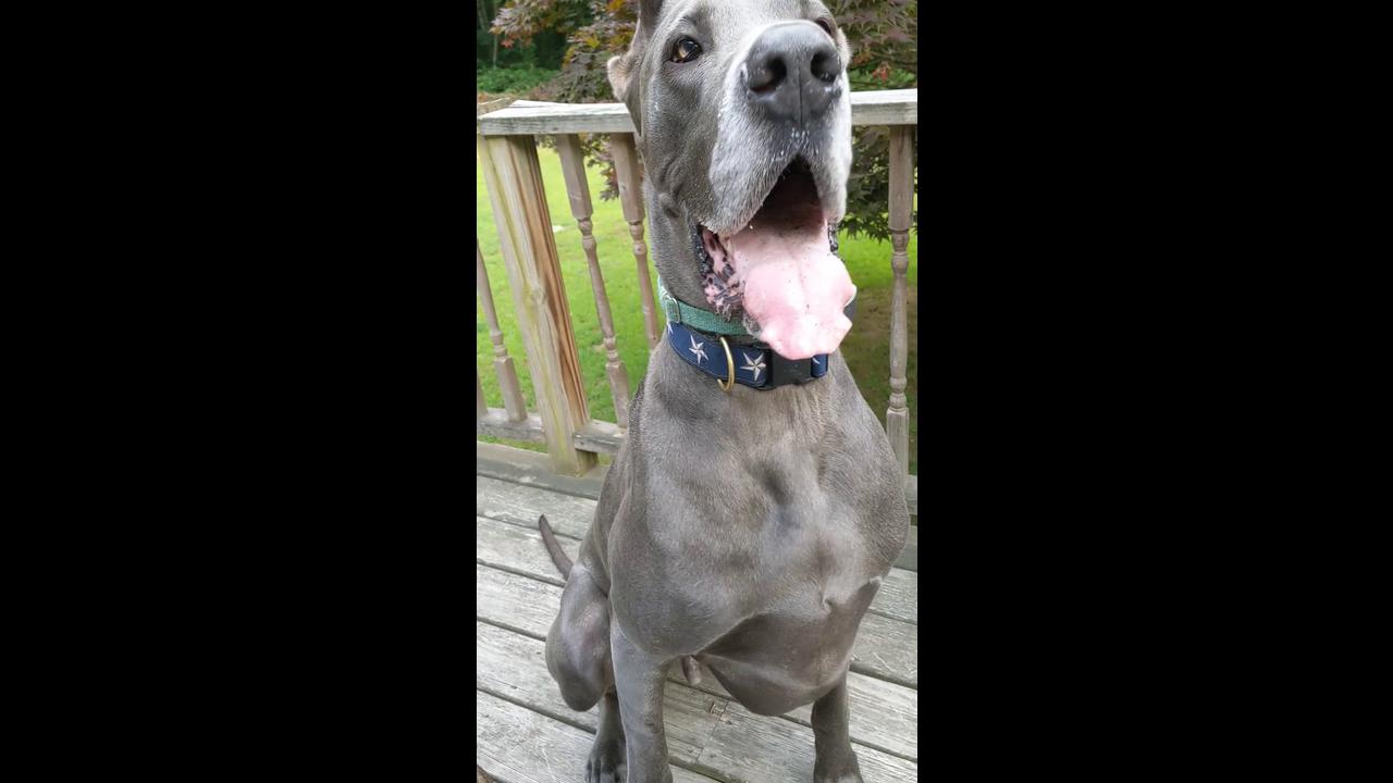 Great Dane's Lips Flap Like Wings