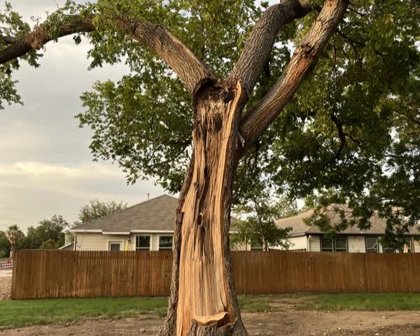 Did your trees get hurt in Austin’s severe weather? Here’s what you can do
