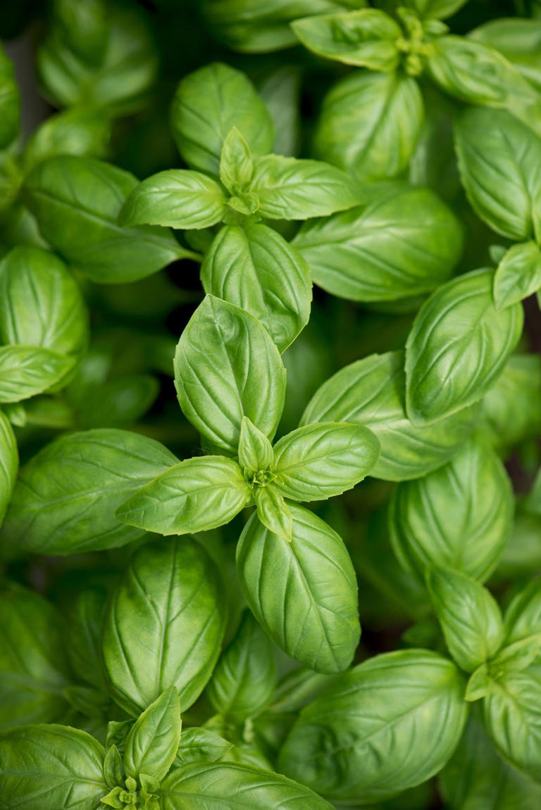 Keep mosquitoes away with pest-repelling plants and herbs