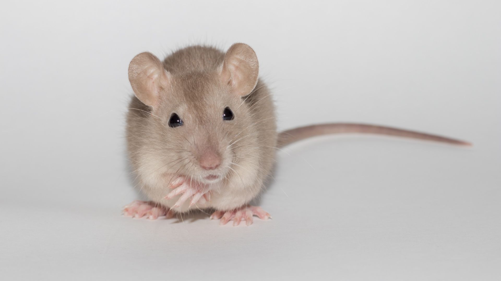 'Rubber paw illusion': Mice can 'sense' artificial limbs, just as humans do