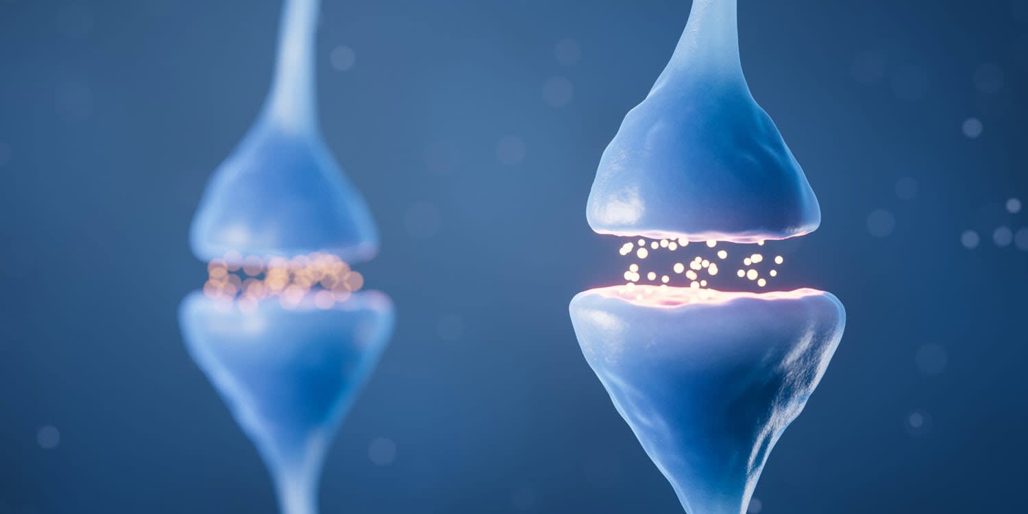 Intermittent fasting boosts libido by lowering brain serotonin