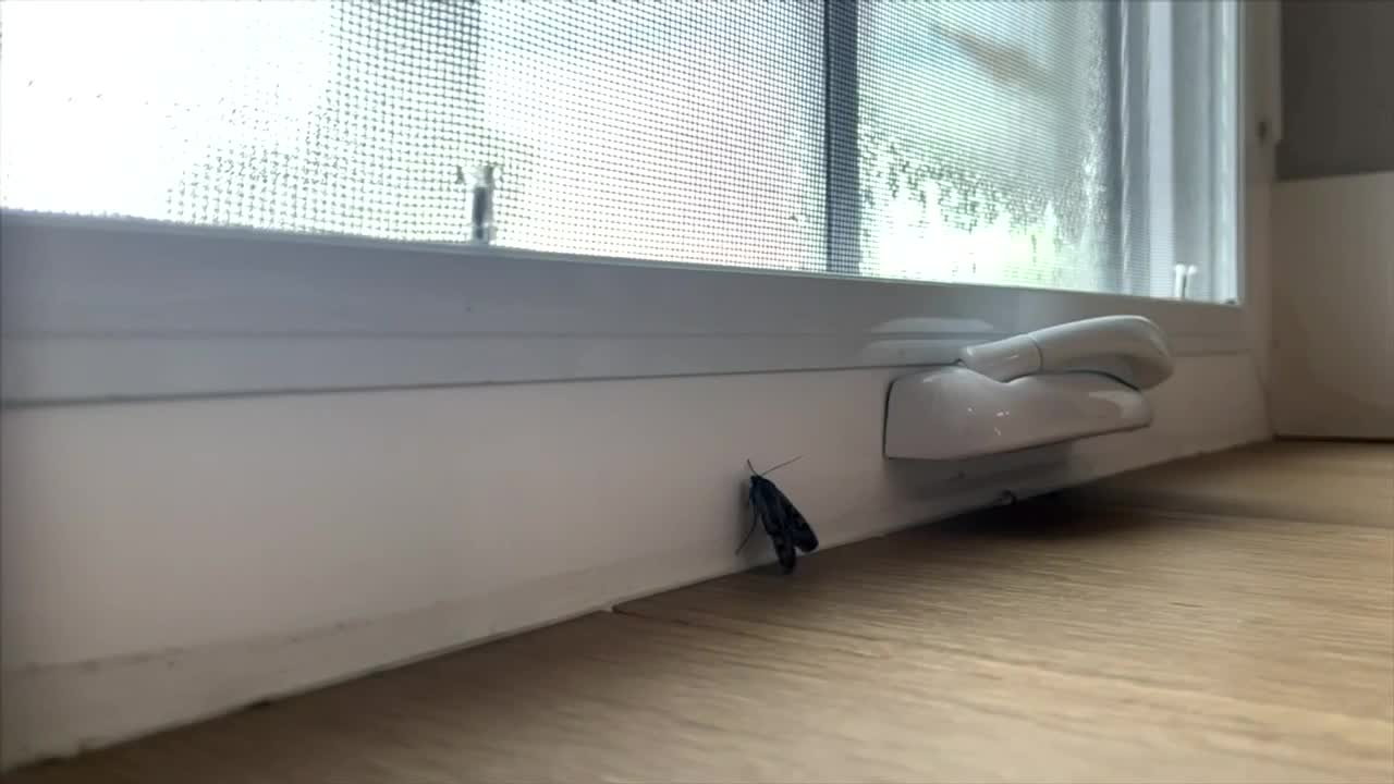 The return of the miller moths in Colorado: Why their migration is ...