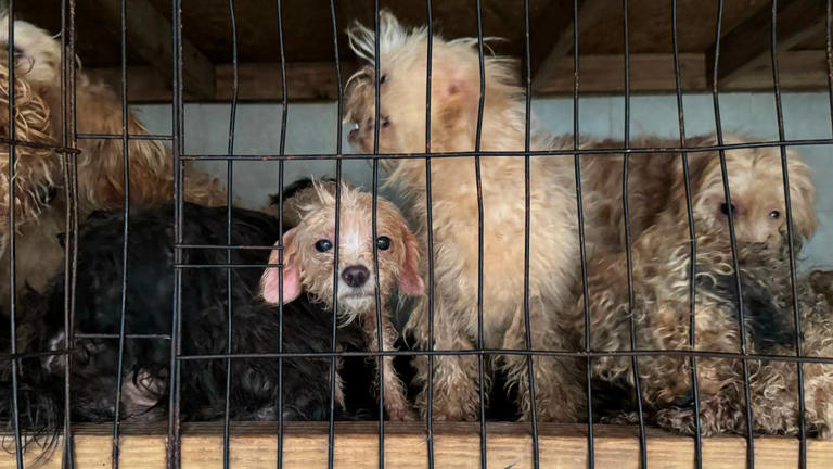 101 dogs in ‘egregious conditions' removed from Raleigh home. How to ...