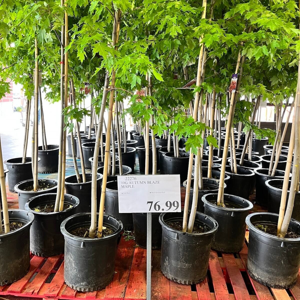 Should You Buy Trees at Costco? Why or Why Not