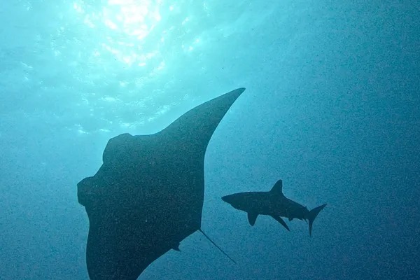 Sharks display never-before-seen behaviour in Pacific depths