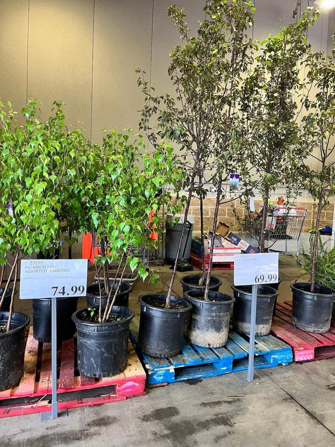 Should You Buy Trees at Costco? Why or Why Not