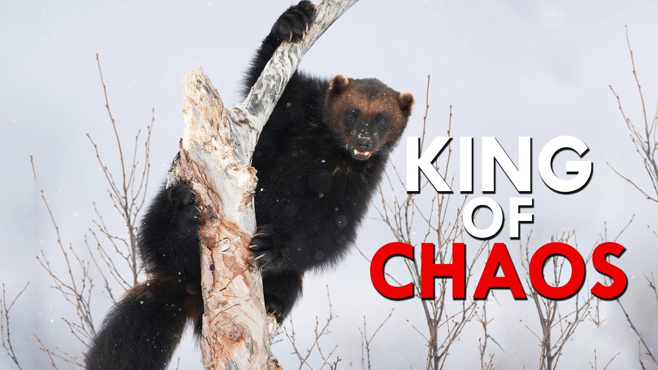 Wolverine: The Relentless King of Chaos