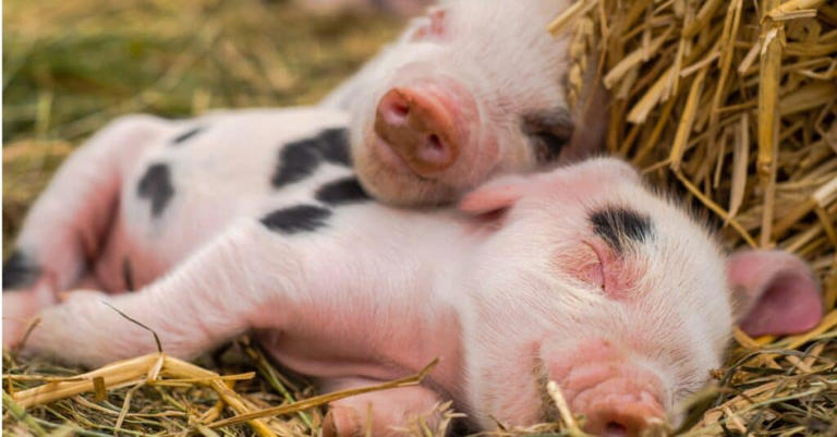 Pig Lifespan: How Long Do Pigs Live?