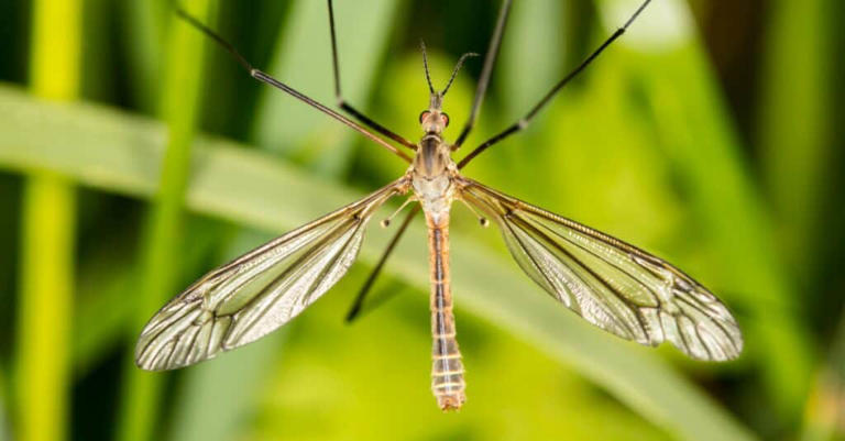 What Do Crane Flies (Mosquito Hawks) Eat?
