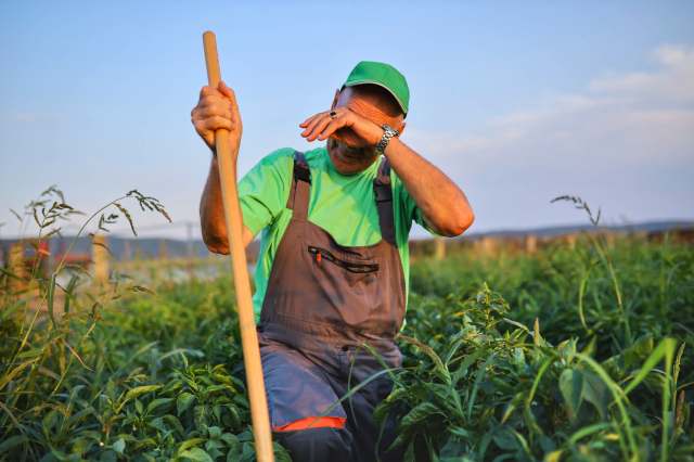 Farmers devastated as 50% of crops are destroyed amid ongoing warfare ...